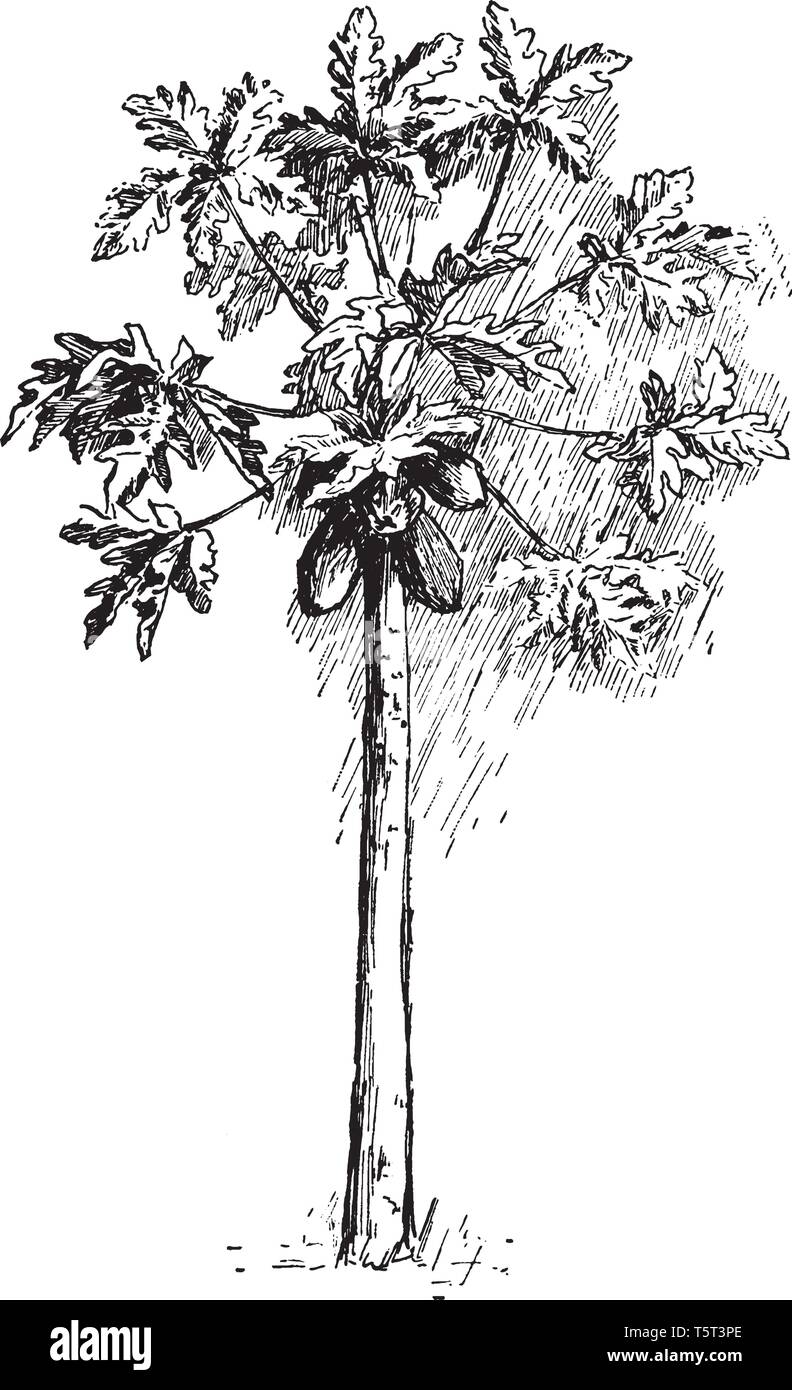 Black white image pointed Stock Vector Images - Alamy