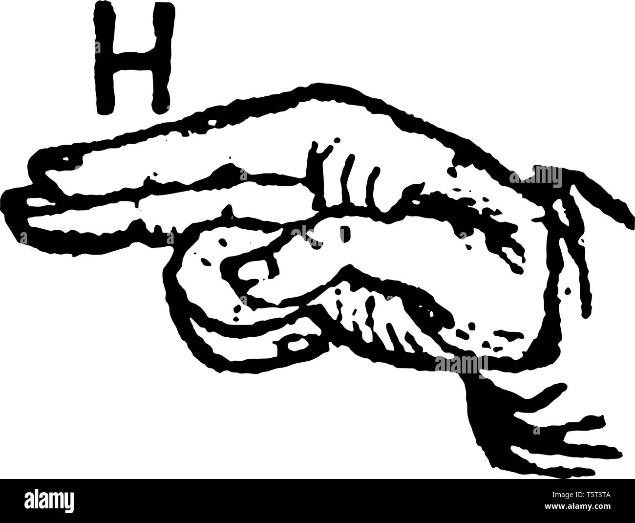This illustration represents one handed Sign for H, vintage line ...