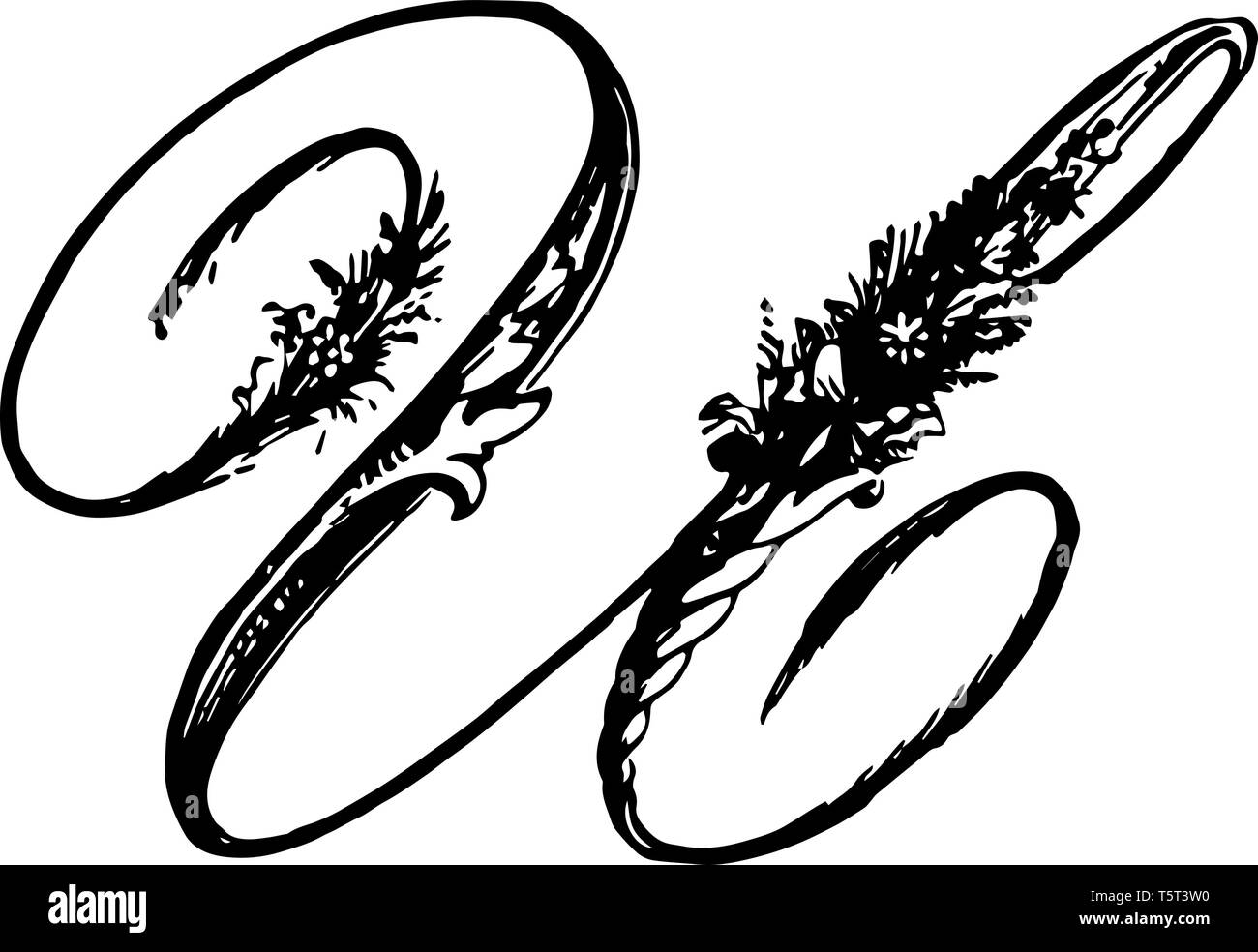 This illustration represents Ornamental script of U, vintage line ...