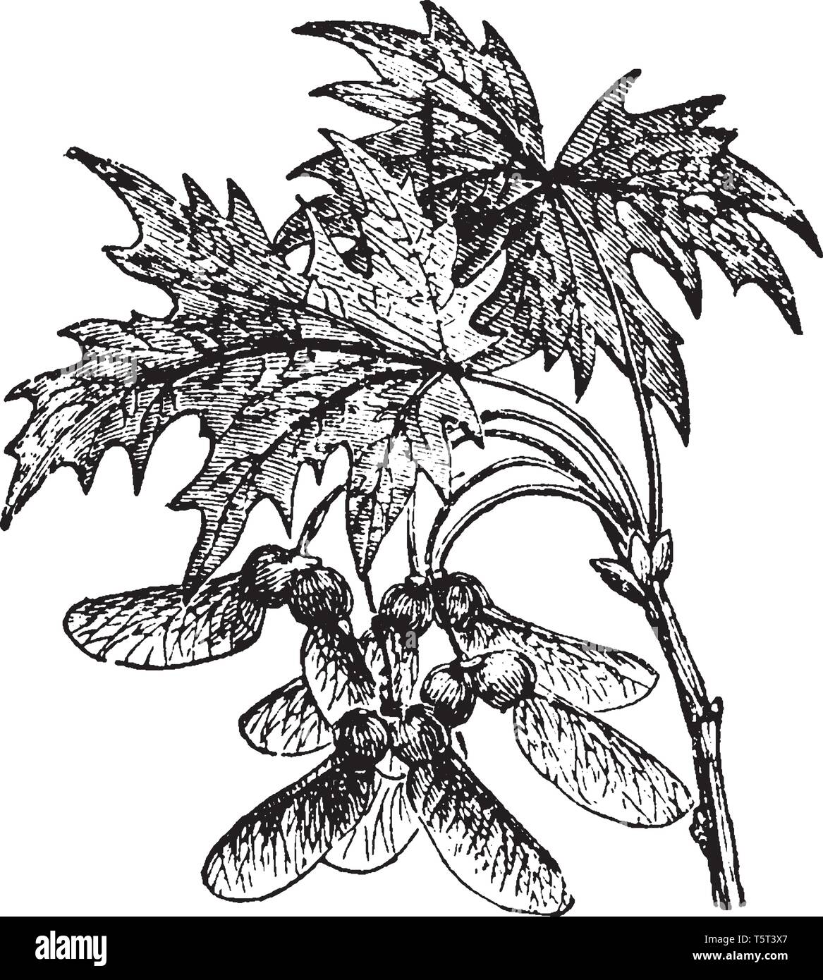 35 metres Stock Vector Images - Alamy