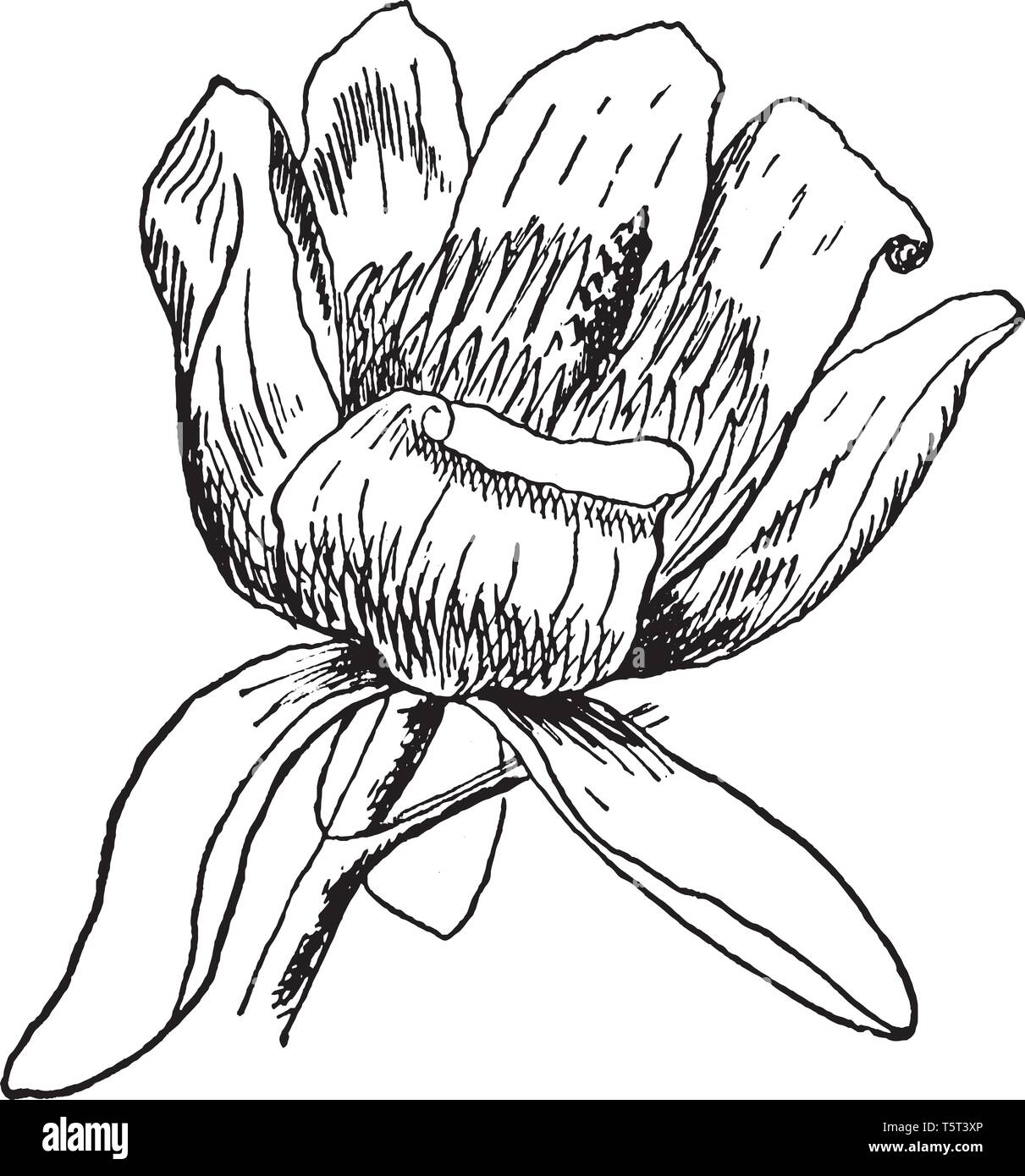 This frame has a tulip tree flower. The size of that flower is larger ...