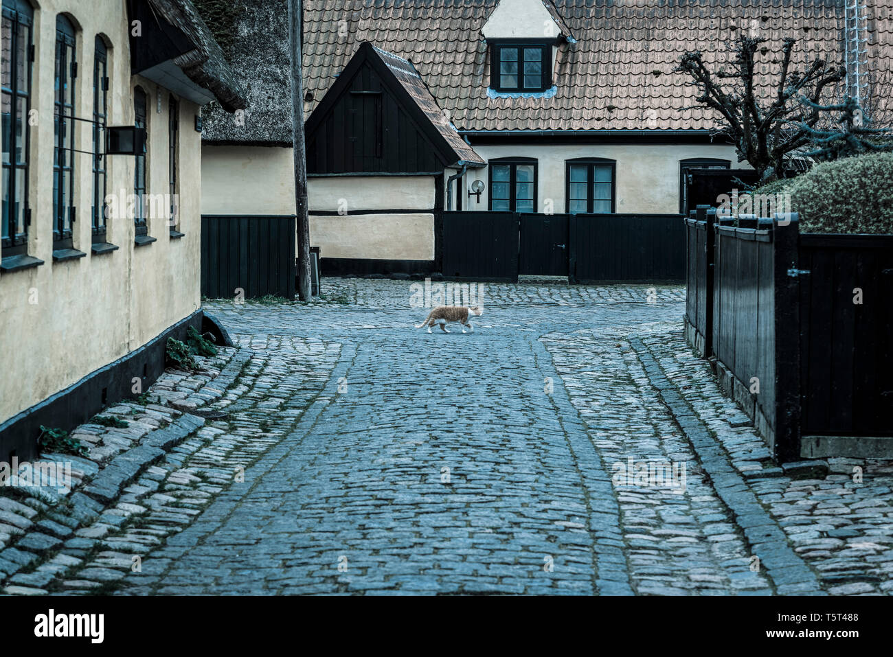 Cat crossing the road, Dragor, Copenhagen, Denmark Stock Photo - Alamy
