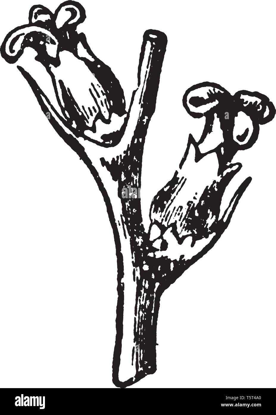 A picture of a female Oak flowers. In spring both male and female ...