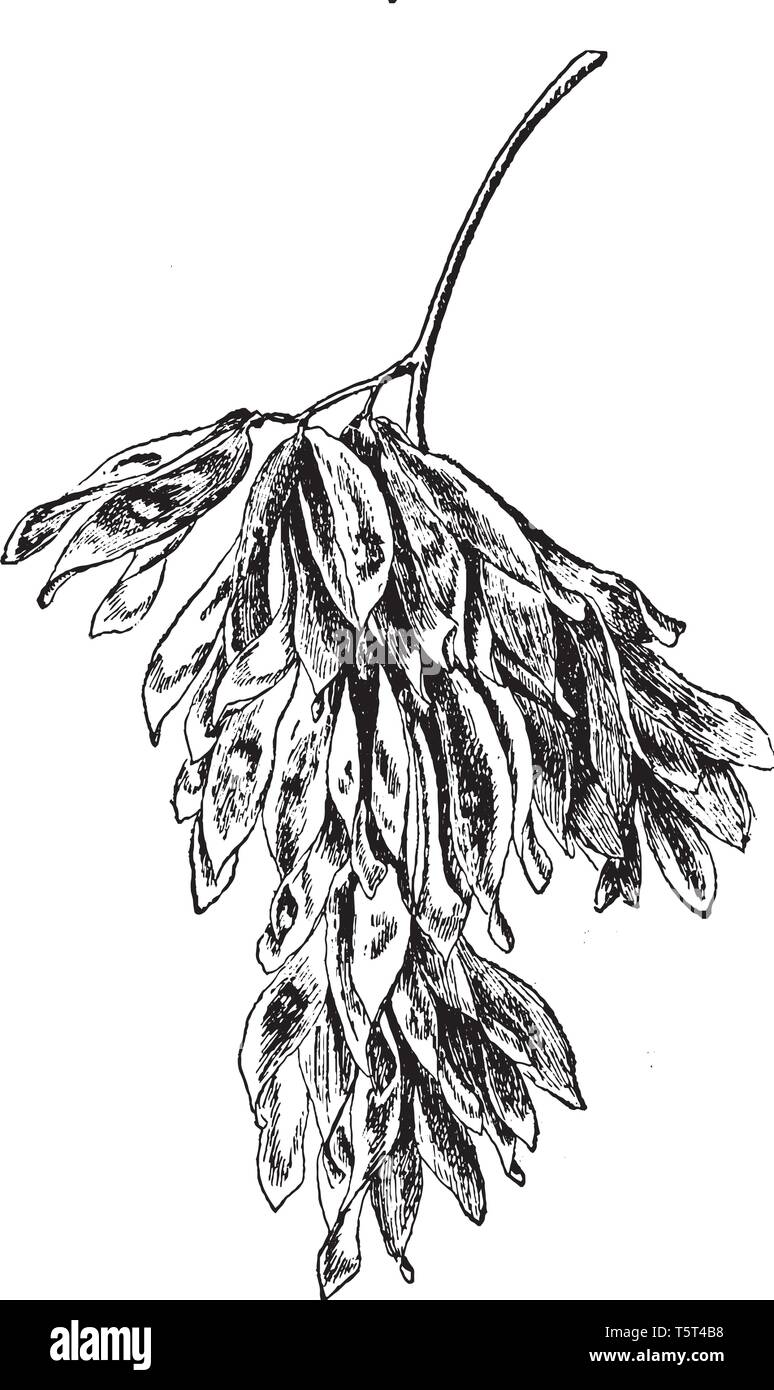 In this picture shown the fruit bunch also called as Heaven fruit ...