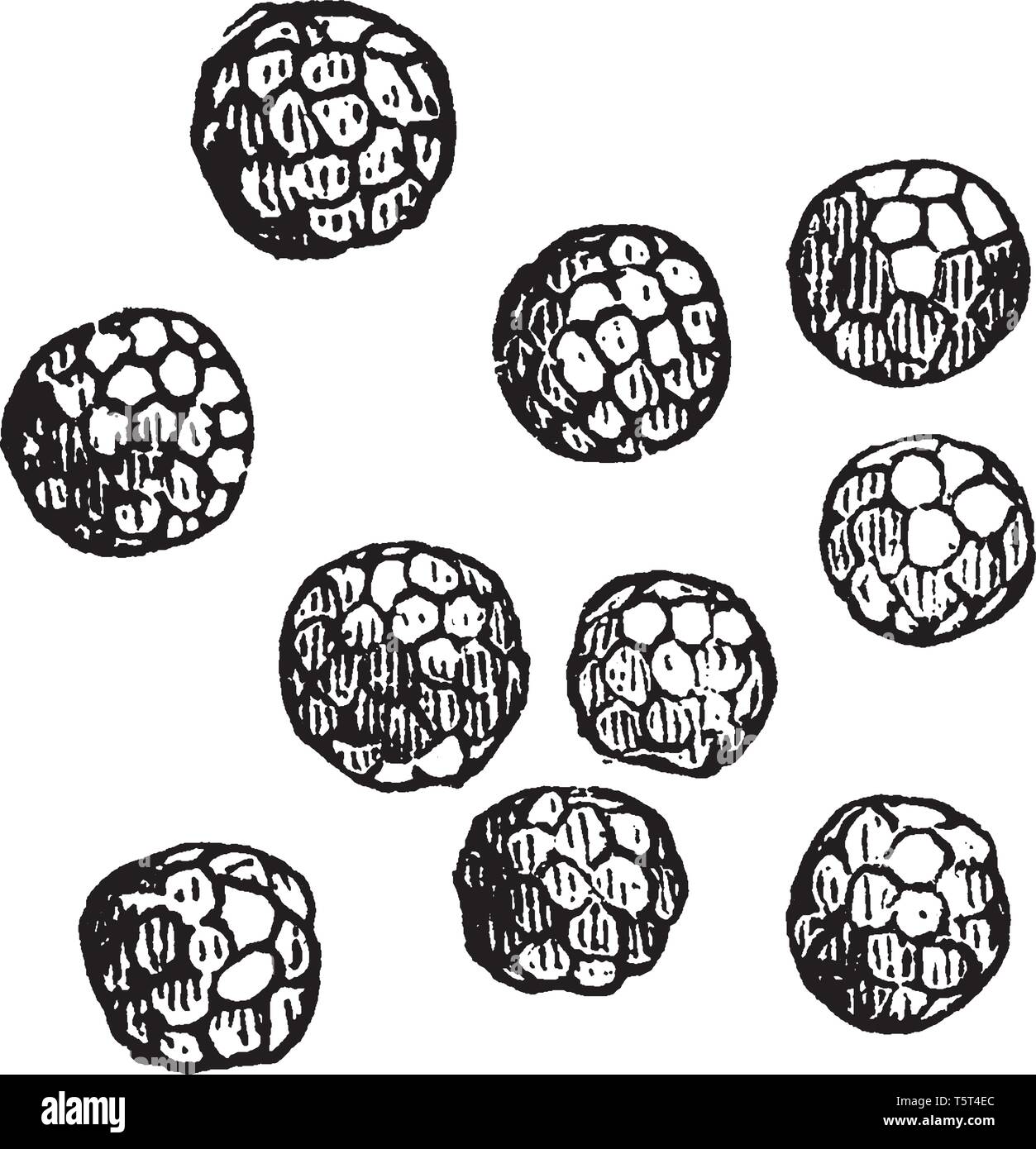 An image of Tilletia. This image shows an enlargement of spores ...