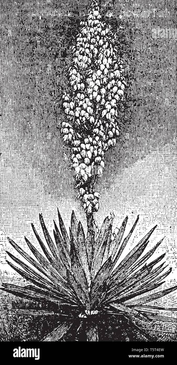 Yucca is a genus of American plants. Its leaves are in sword-shaped ...