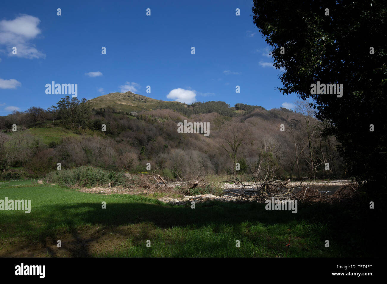 beautiful forest. Natural composition Stock Photo - Alamy