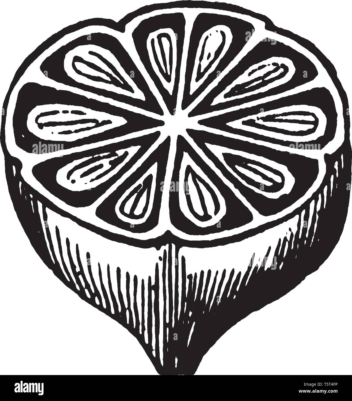 This is an image is of pod of Common Flax cut across. And His inner ...