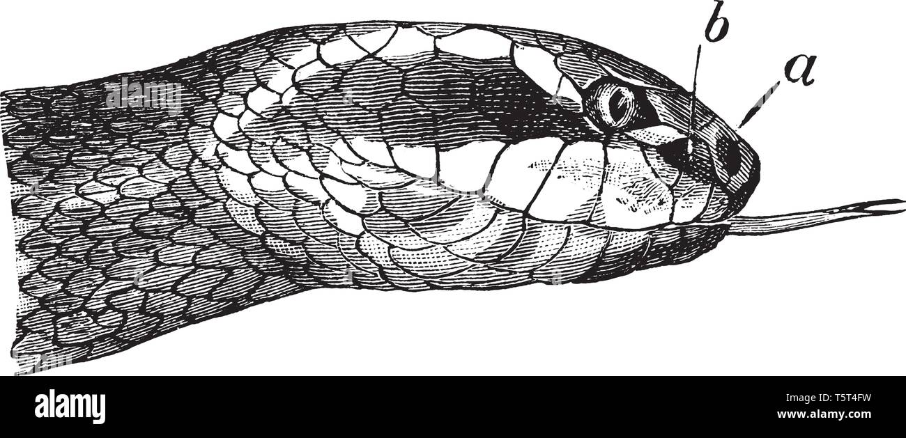 Pit Viper Drawing