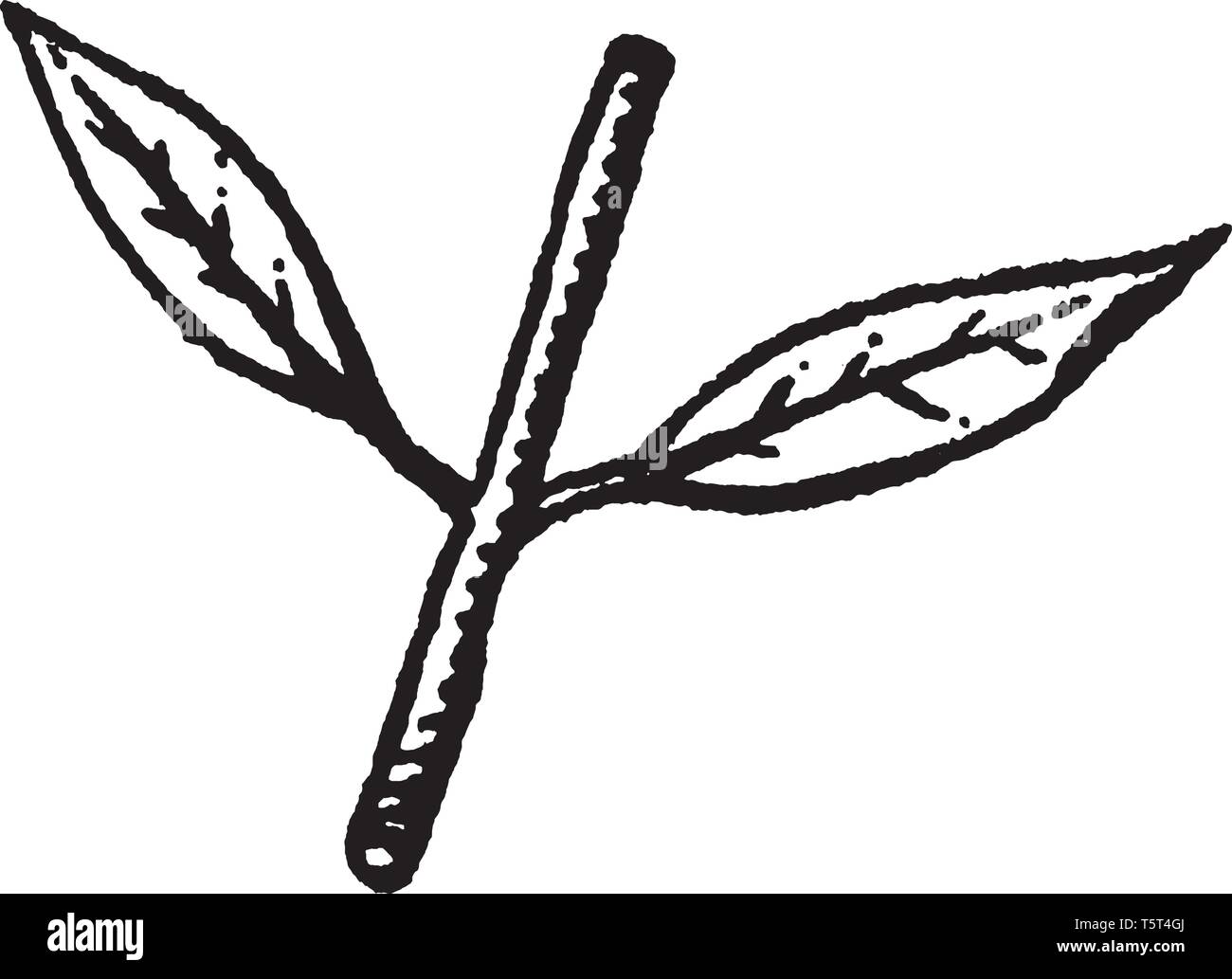 In this image, leaflets are opposite to each other at same level on ...