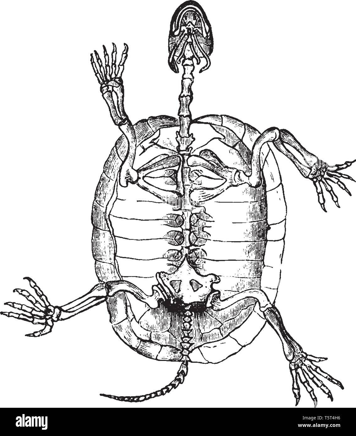 Tortoise Skeleton has an outer layer of horny shields called scutes and ...