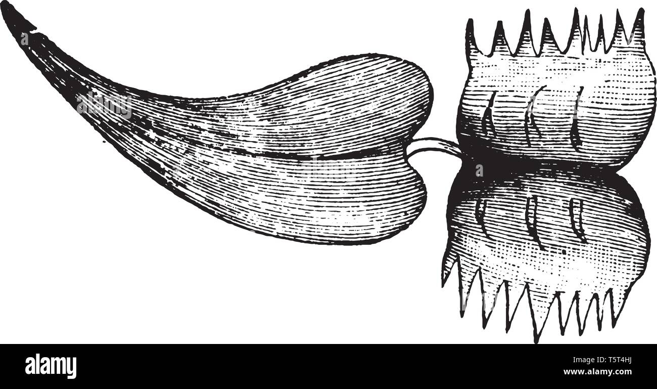 Venus Fly Trap Outline