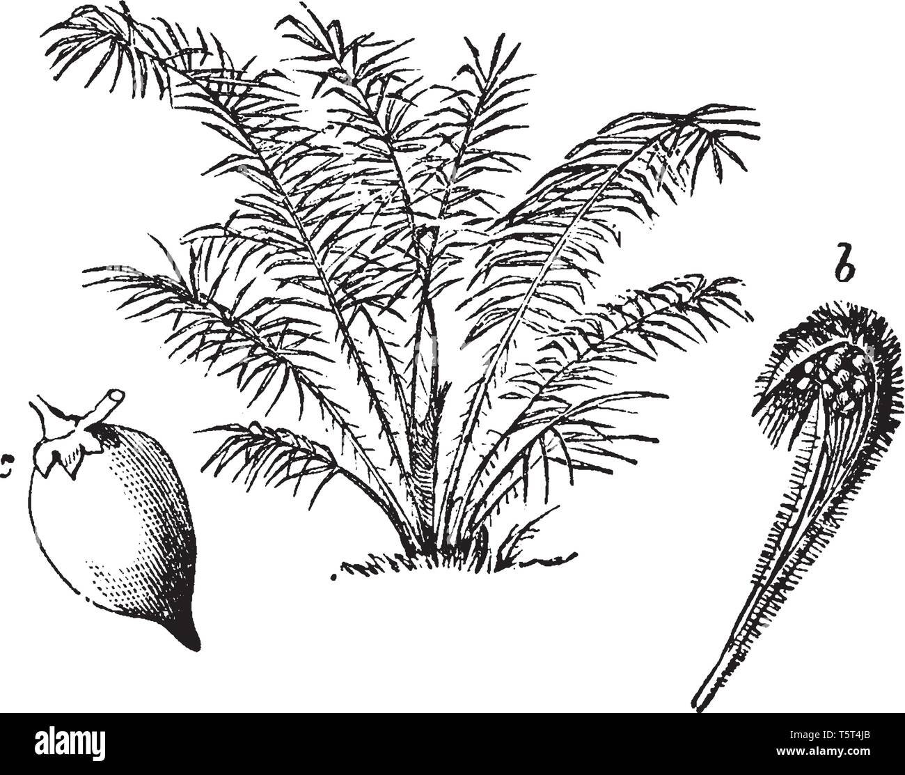 Spathe palm Stock Vector Images - Alamy