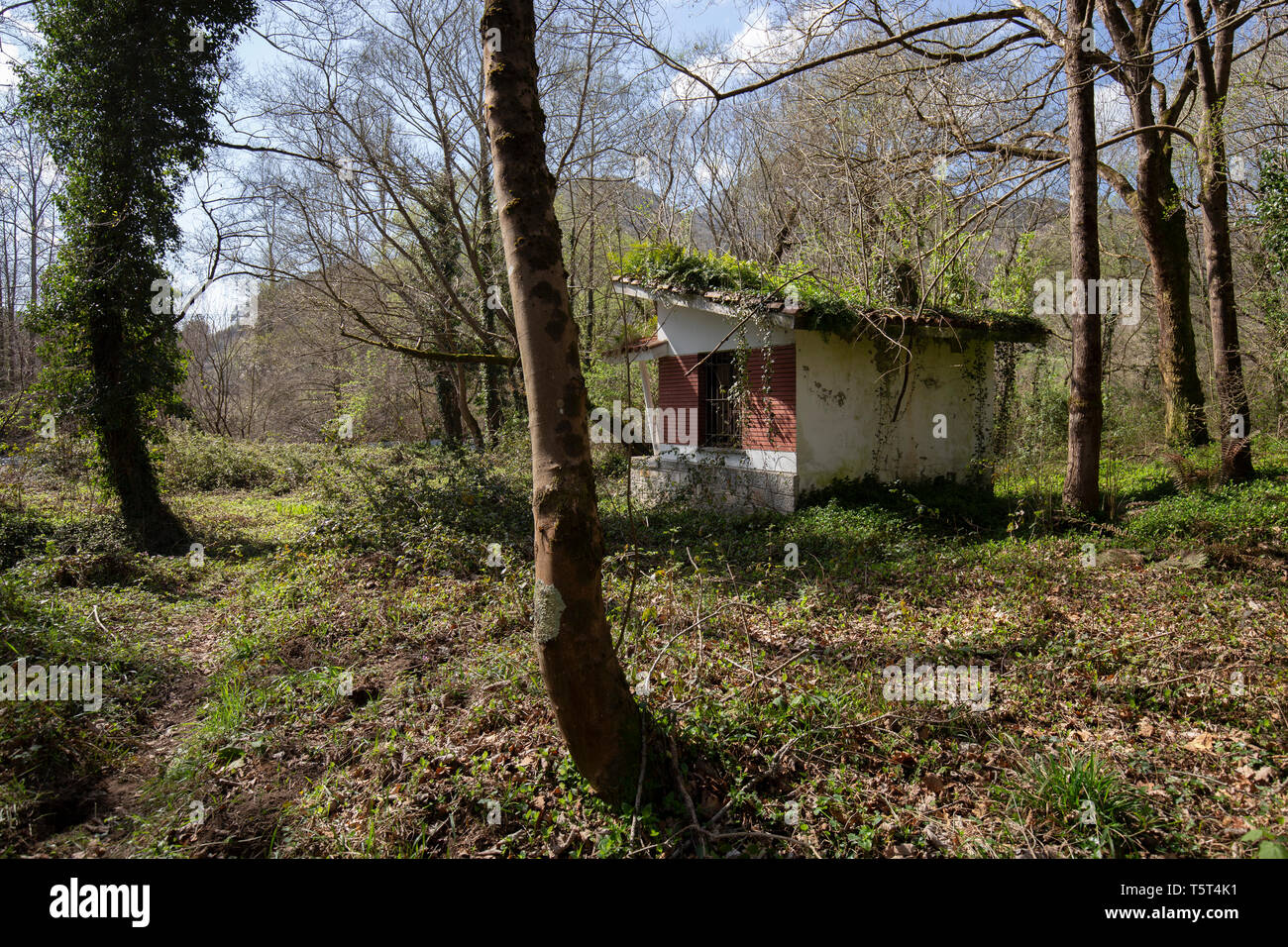 beautiful forest. Natural composition Stock Photo - Alamy