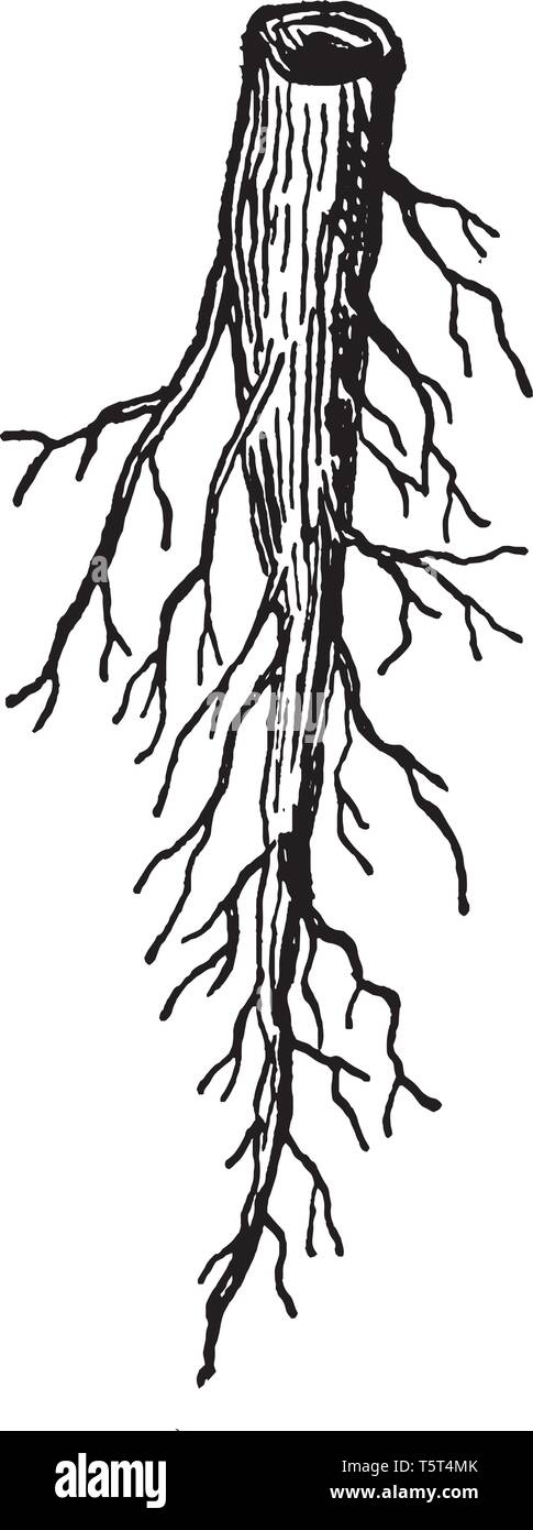 Lateral root hi-res stock photography and images - Alamy