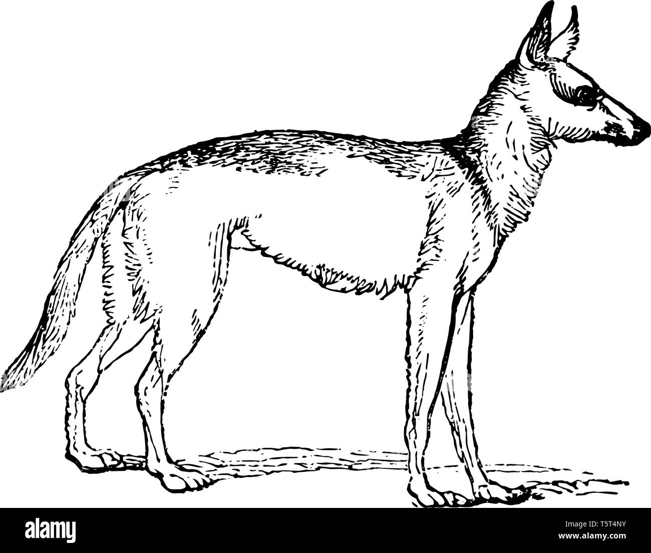 An image showing a sub species of wolf known as Canis lupus, vintage ...