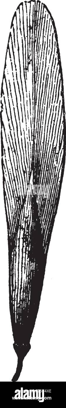 Samara is a winged achene. It has a flattened wing of fibrous, papery ...