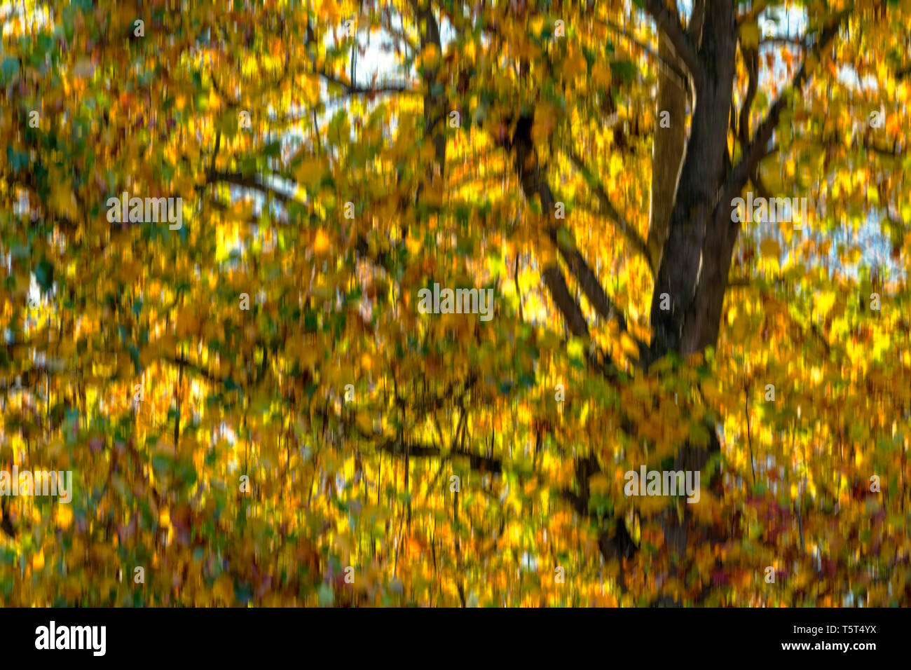 Abstract of autumn trees at forest Stock Photo - Alamy