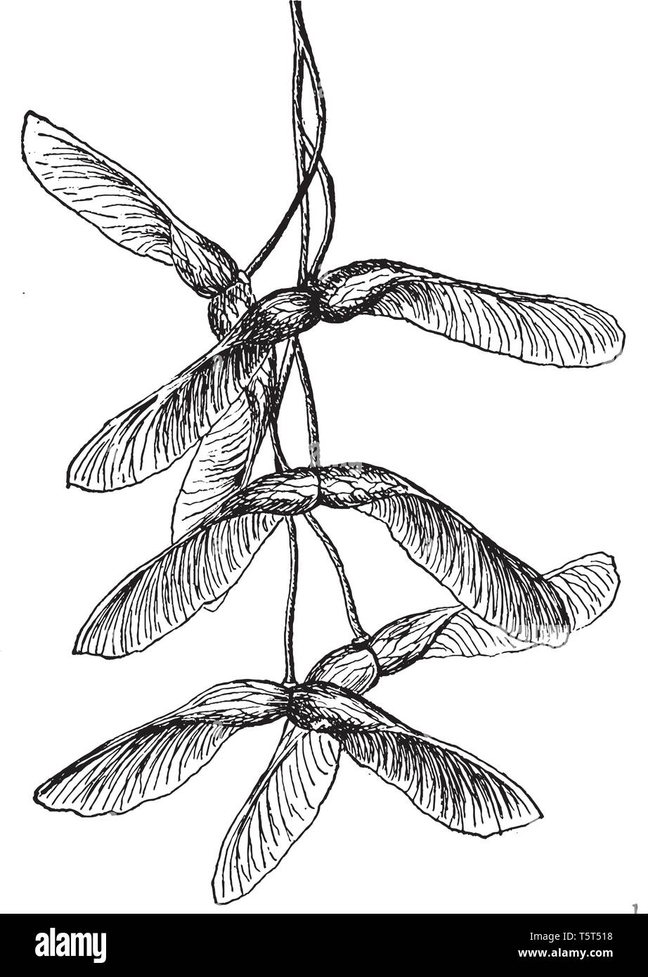 A picture showing the seeds of the Striped Maple which is also known as ...