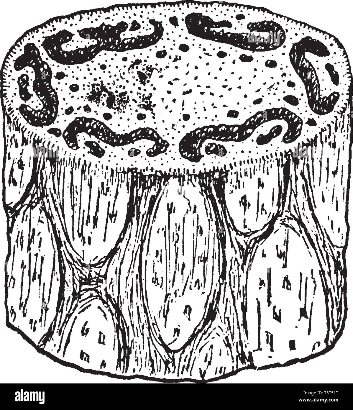 Fern in white and black Stock Vector Images - Alamy