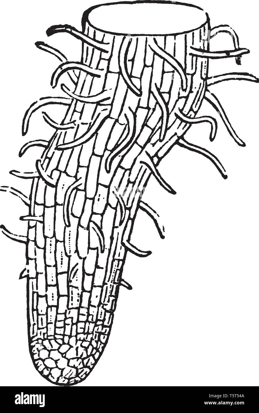 Root hairs hi-res stock photography and images - Alamy
