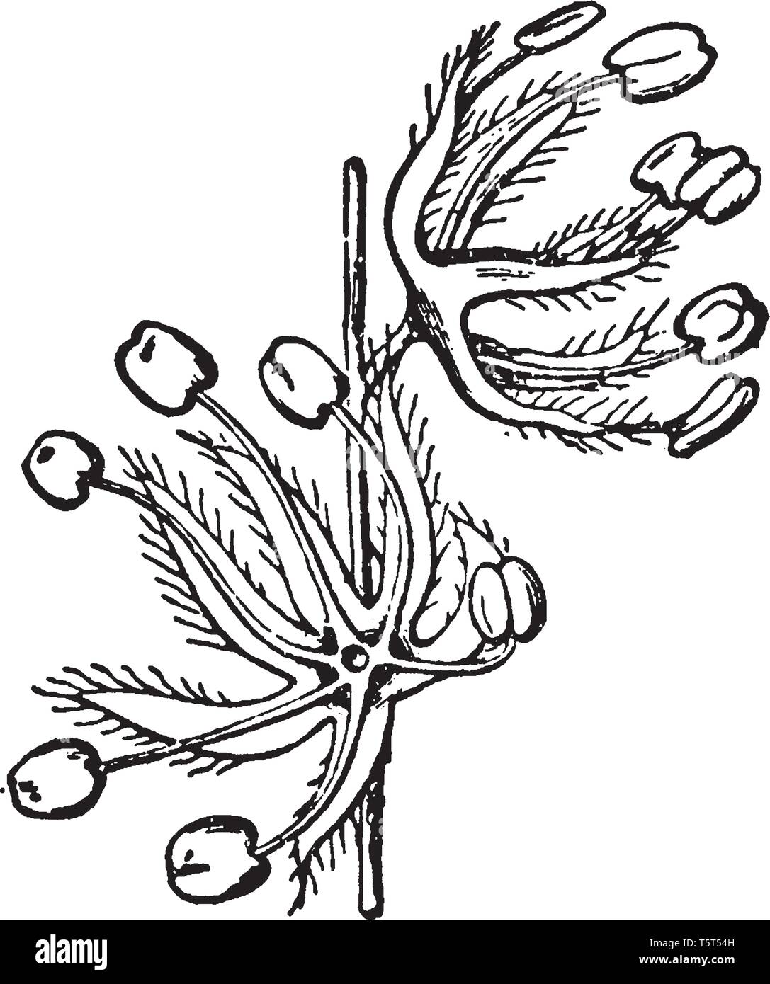 Female tree flower Stock Vector Images - Alamy