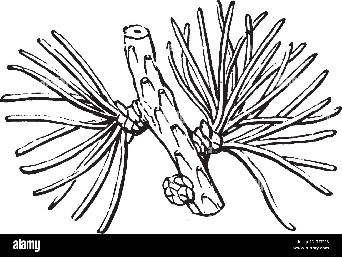 This is leaf of Larch. There is a needle-shaped leaf, vintage line ...