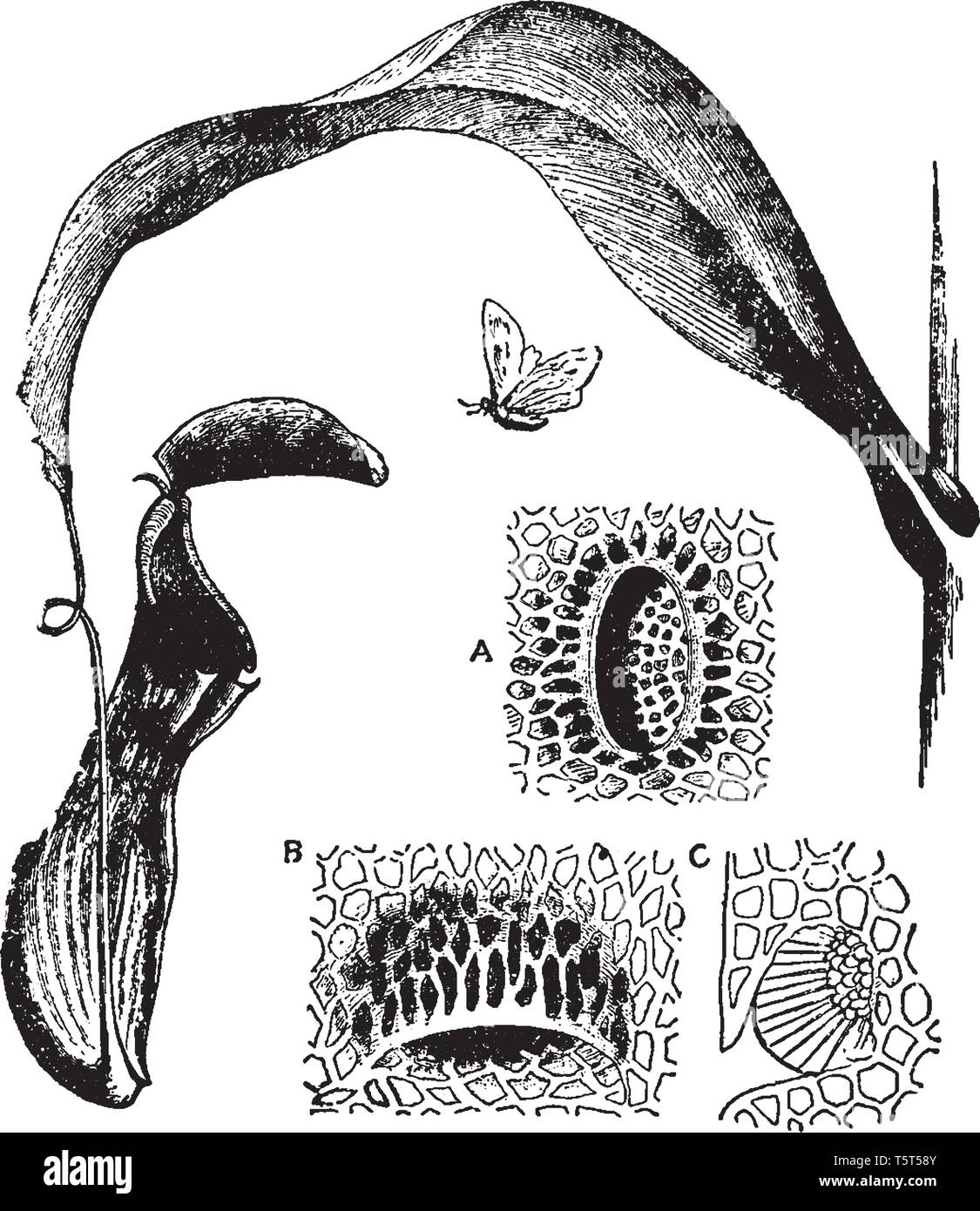 Inner and outer view of Nepenthes plants; this is a genus of ...