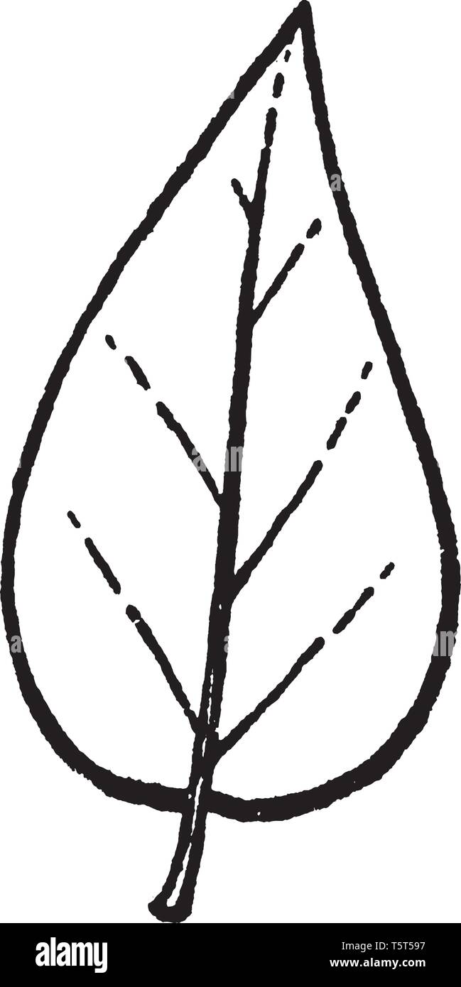 This is an image of ovate. This having an oval outline shaped like an ...