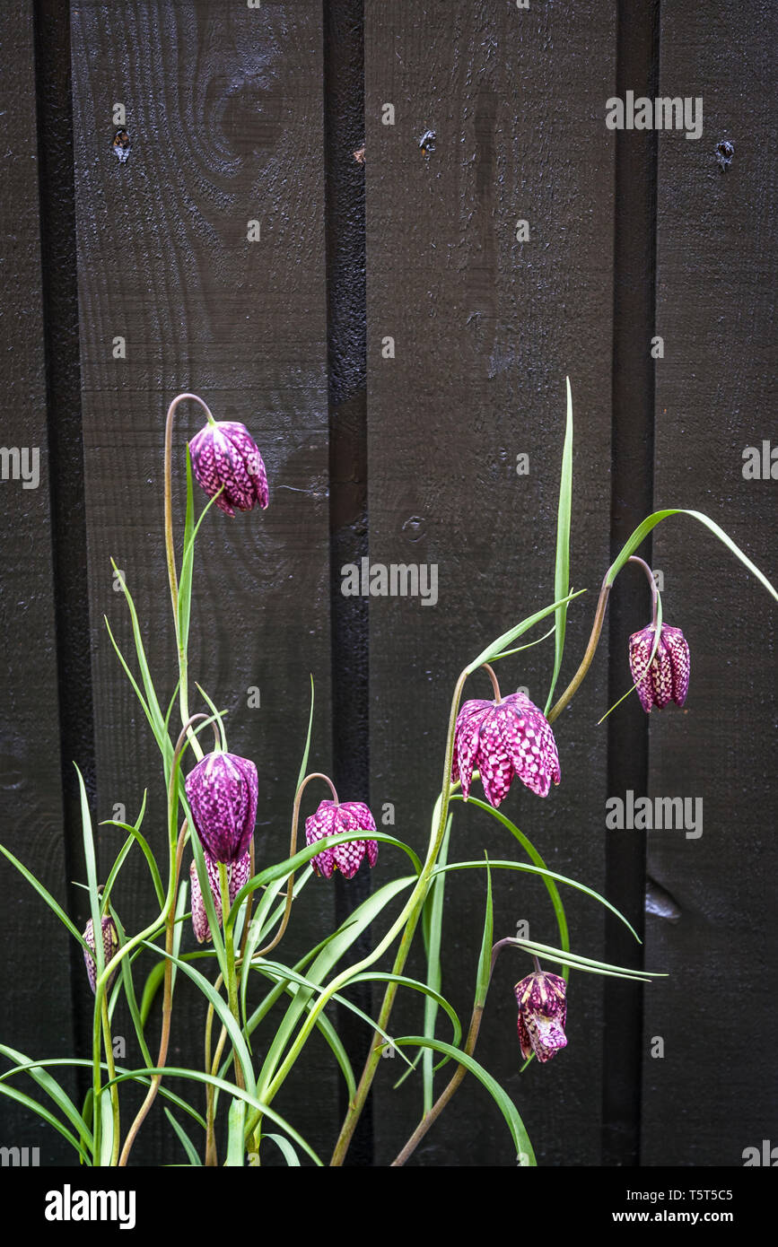Denmark flowers hi-res stock photography and images - Alamy