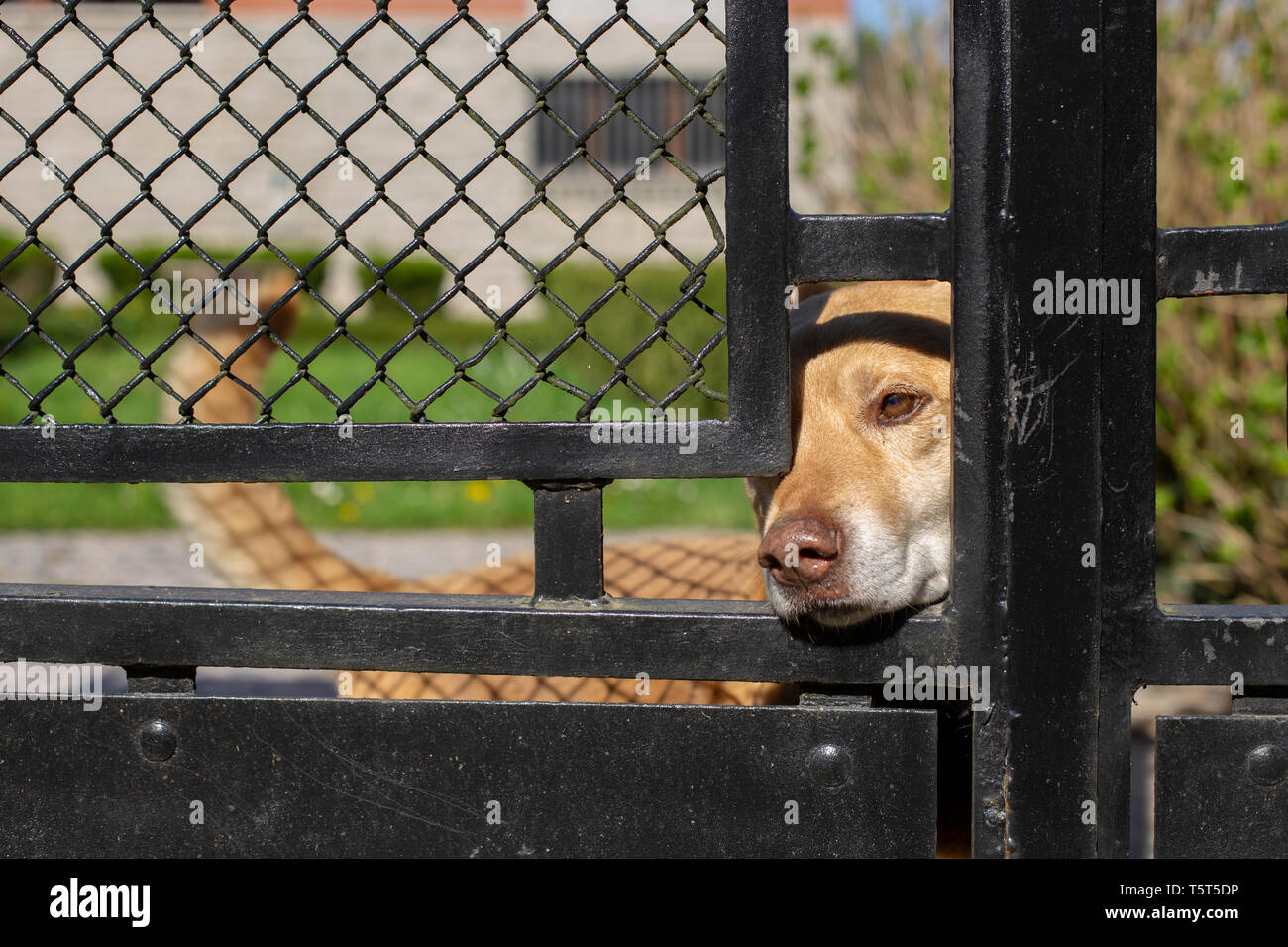 dog behind the fence on background Stock Photo - Alamy