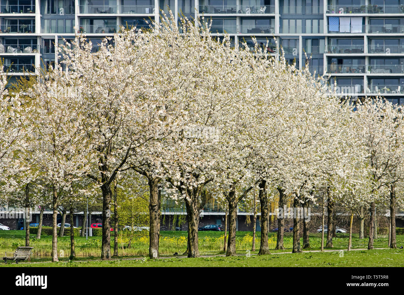 Rotterdam, The Netherlands, April 14, 2019: row of white blossoming ...