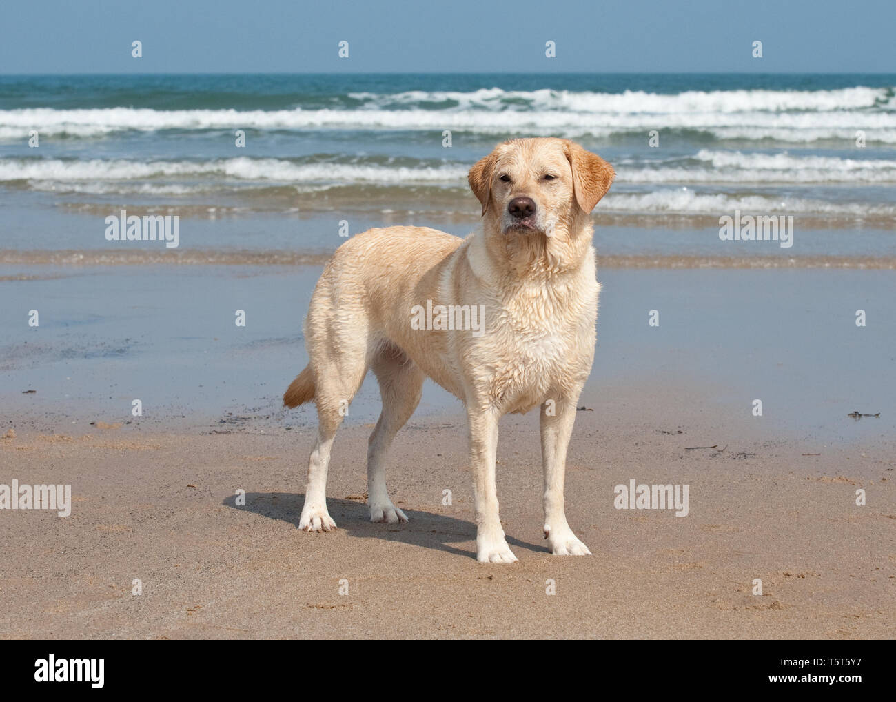 Golden labrador dog on beach Stock Photo - Alamy
