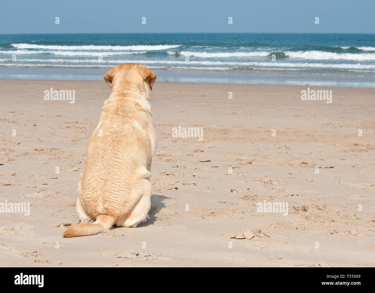 Golden labrador dog on beach looking out to sea Stock Photo - Alamy