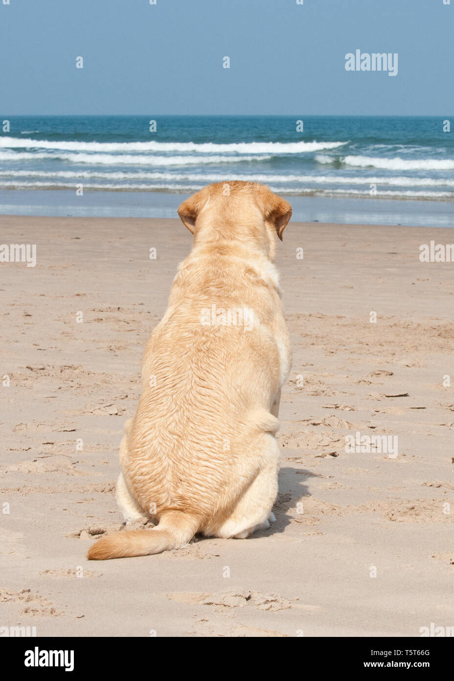 Golden labrador dog on beach looking out to sea Stock Photo - Alamy