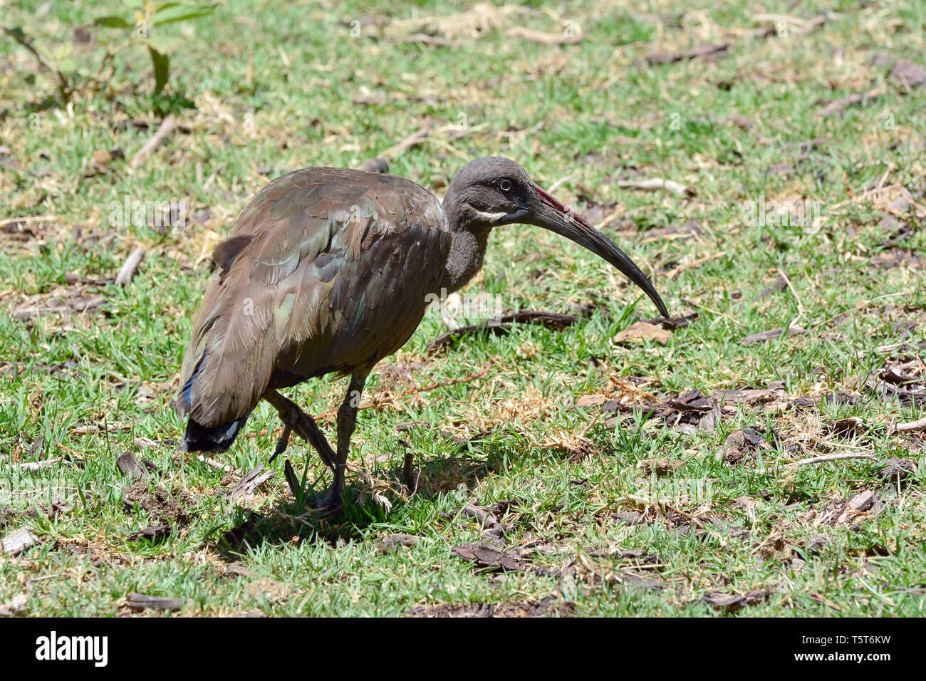Hadadaibisz hi-res stock photography and images - Alamy