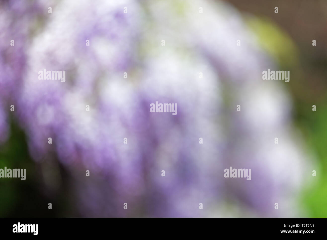 Botanical background hi-res stock photography and images - Alamy