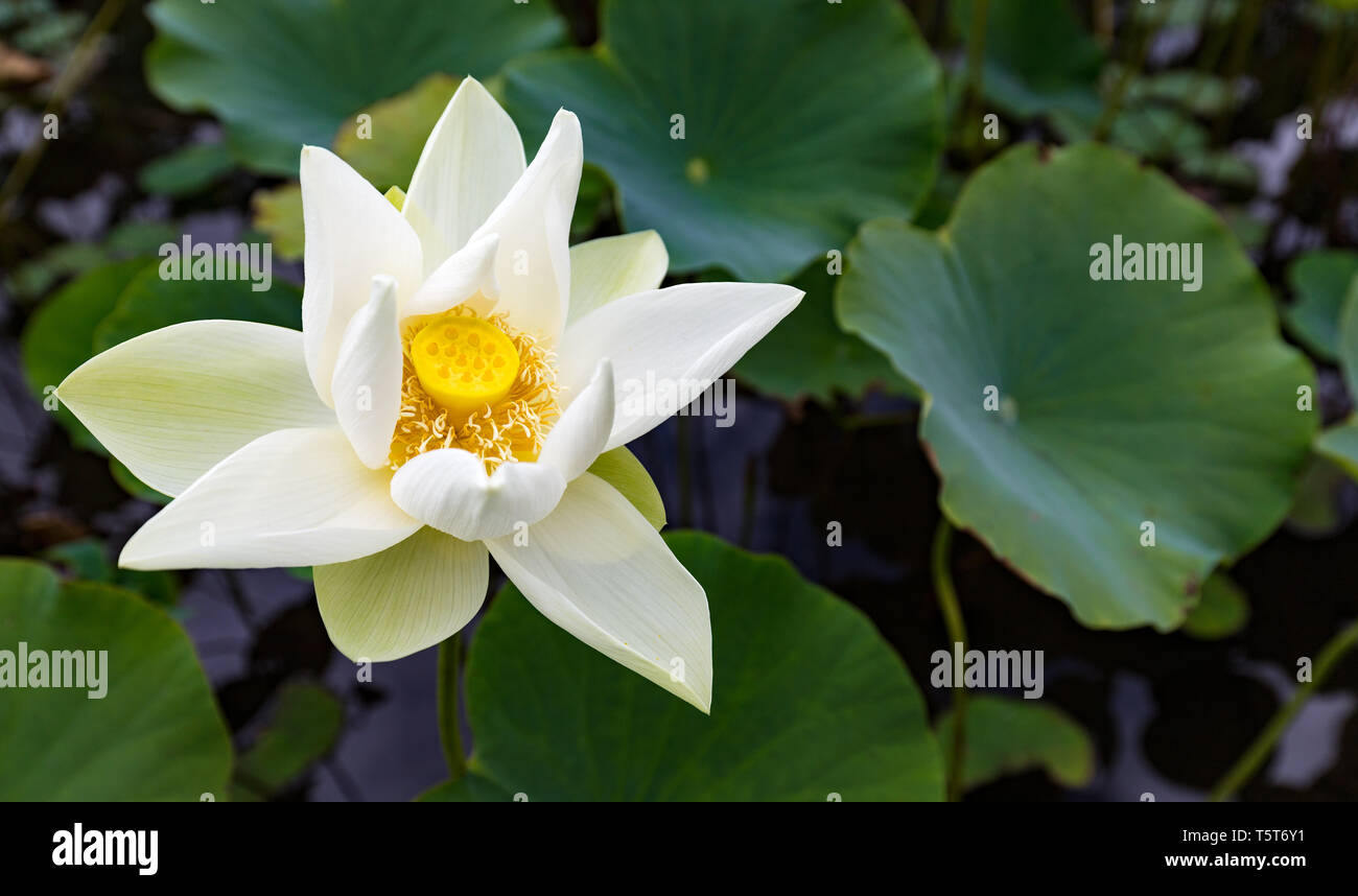 Sea rose hi-res stock photography and images - Alamy