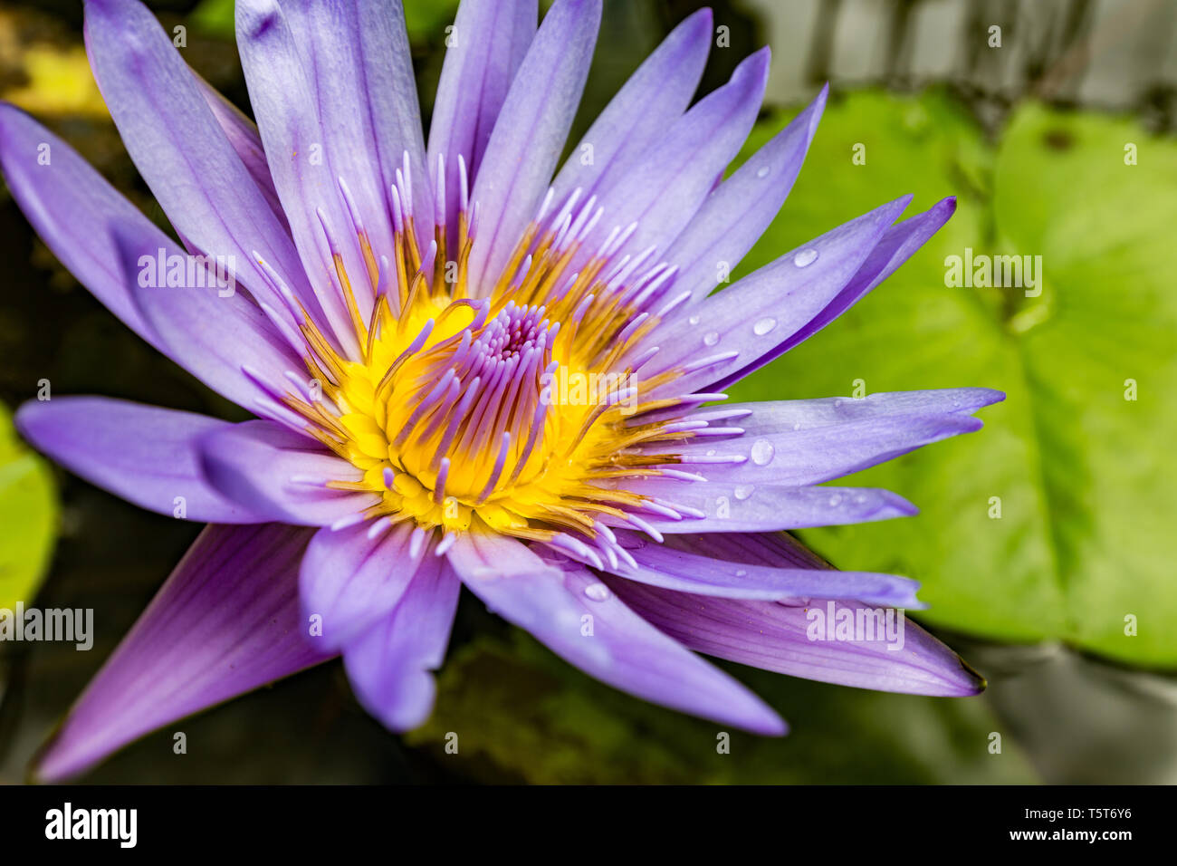 A close up of a purple sea rose with yellow center and drops of water ...