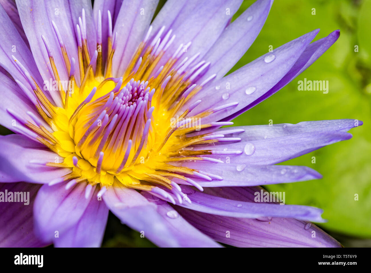 A close up of a purple sea rose with yellow center and drops of water ...