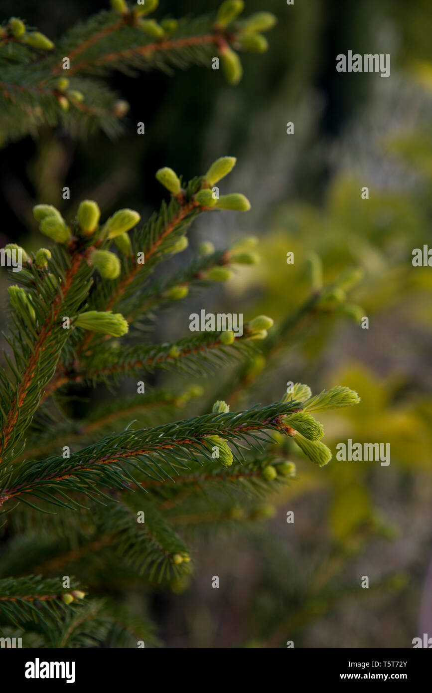 leaves of fir tree with buds Stock Photo - Alamy