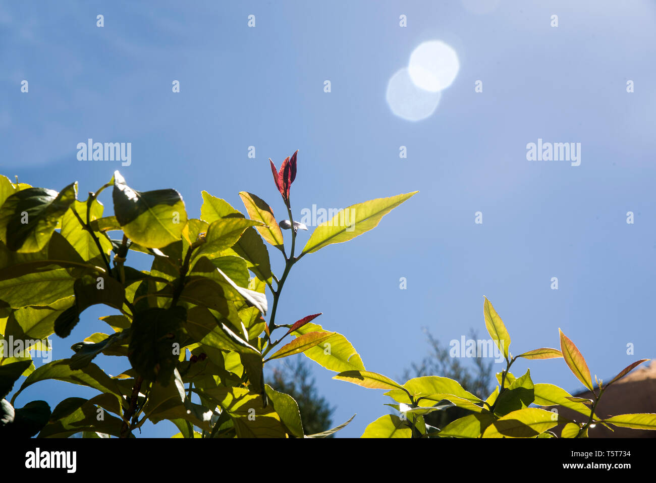Ful tree hi-res stock photography and images - Alamy