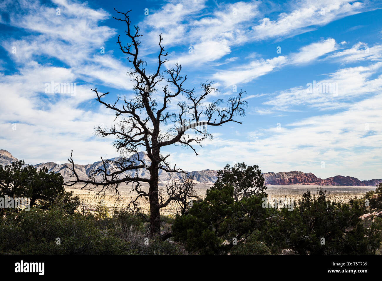 A silhouette of a dead tree snag with the Calico Hills and Turtlehead ...