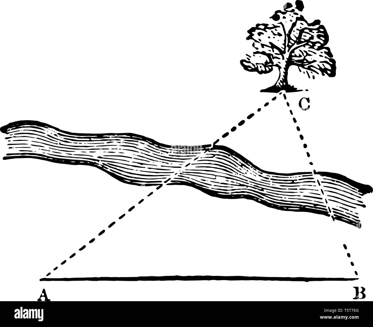 Measuring a tree triangle Stock Vector Images - Alamy