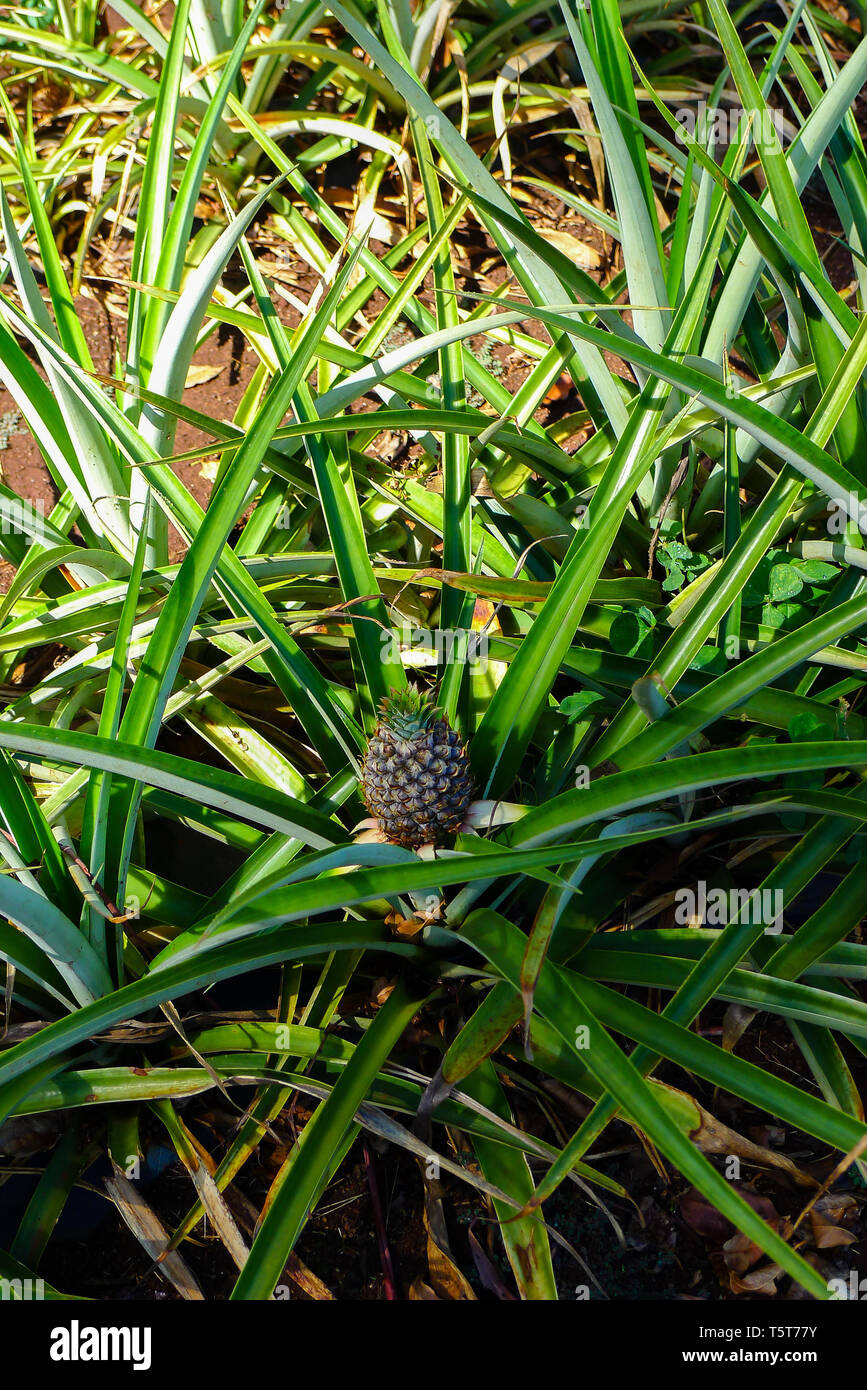 Big pineapple hi-res stock photography and images - Alamy
