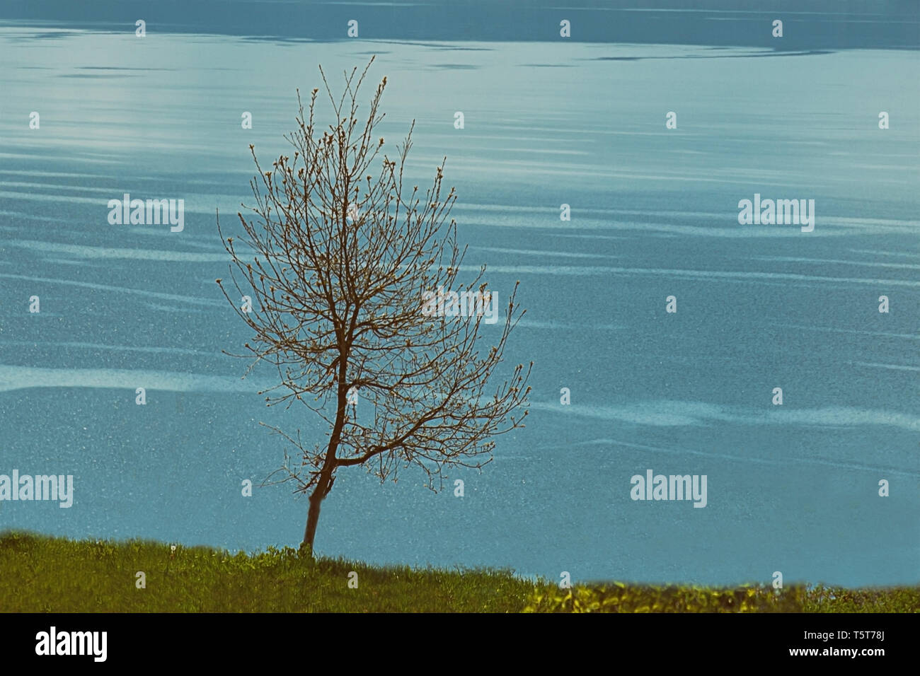lonely tree, albania Stock Photo - Alamy