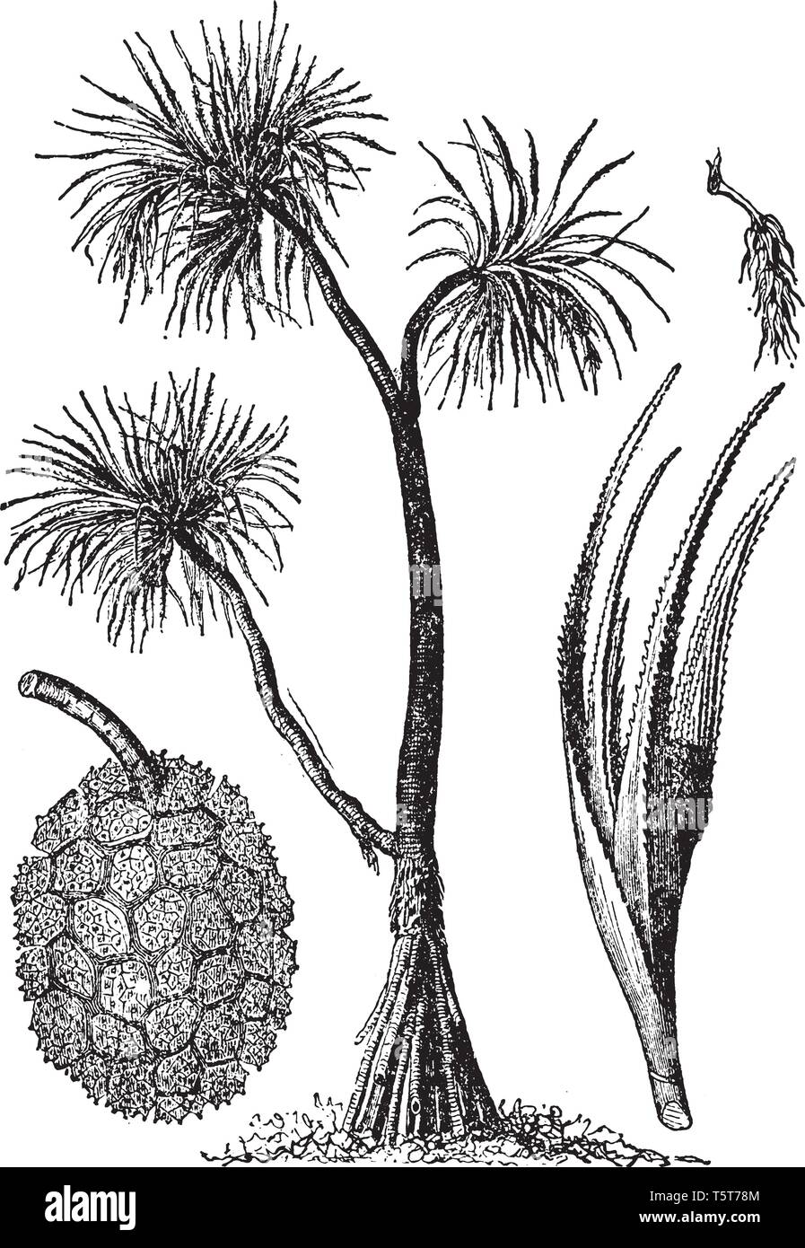 Pine Tree Roots Clip Art