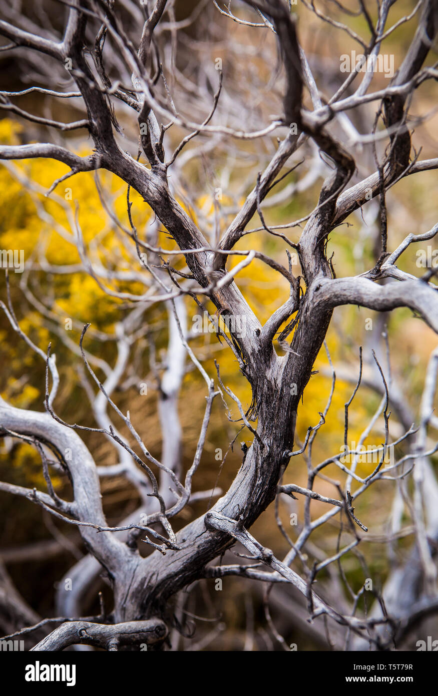 Dead branches of a desert shrub, Red Rock Canyons Conservation Area ...