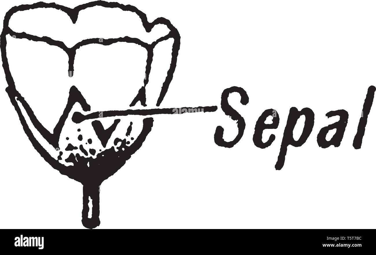 A picture describing the sepal of a flower which is a member of the ...