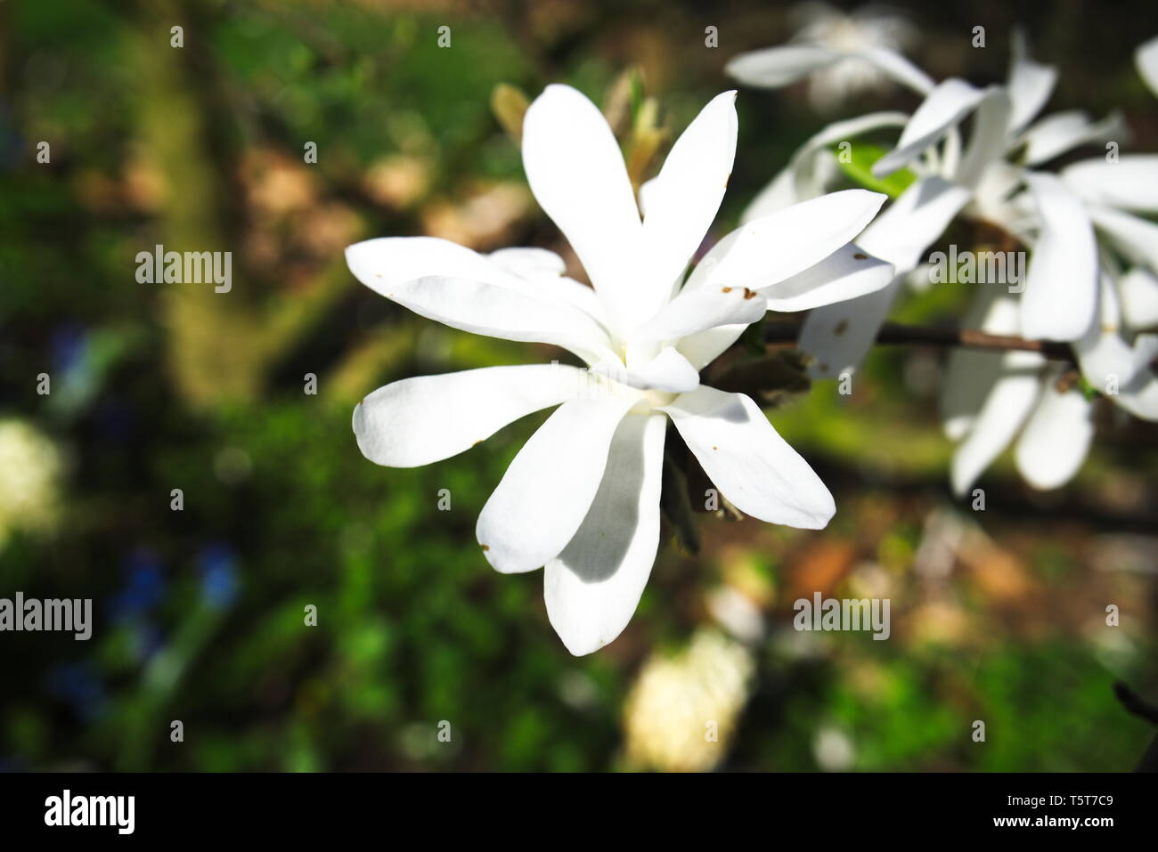 Magnolia Star Bush High Resolution Stock Photography and Images - Alamy